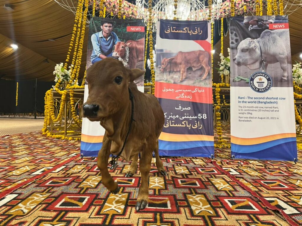 Eid ul Adha 2023: World's Smallest Cow, Rani Pakistani,
