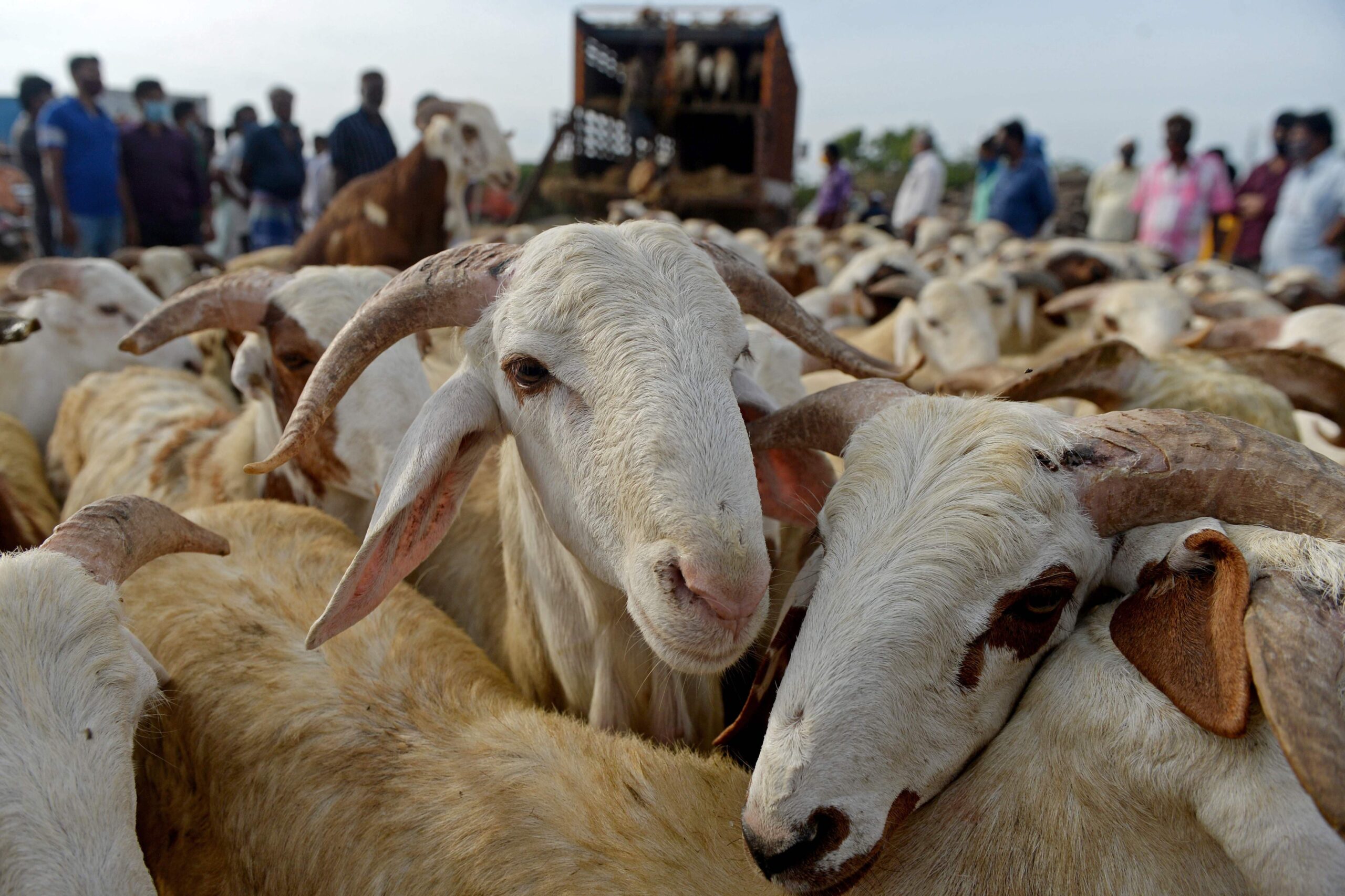 Over $1.9 Billion Worth of Animal Sacrifices in Pakistan