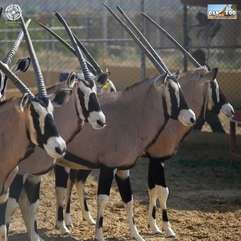 Danzoo Bahria Town | Location, Ticket Prices, and Opening Hours