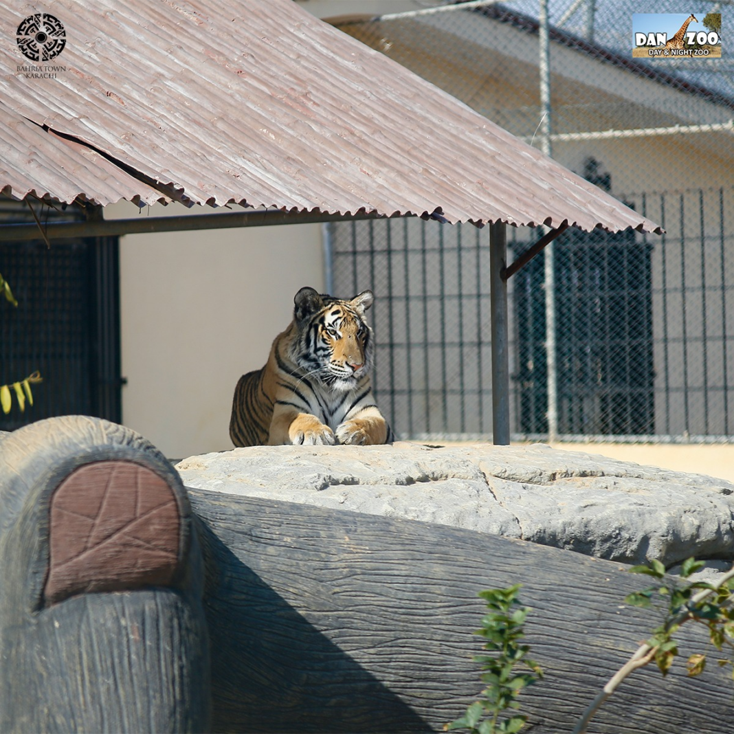 Danzoo Bahria Town | Location, Ticket Prices, and Opening Hours