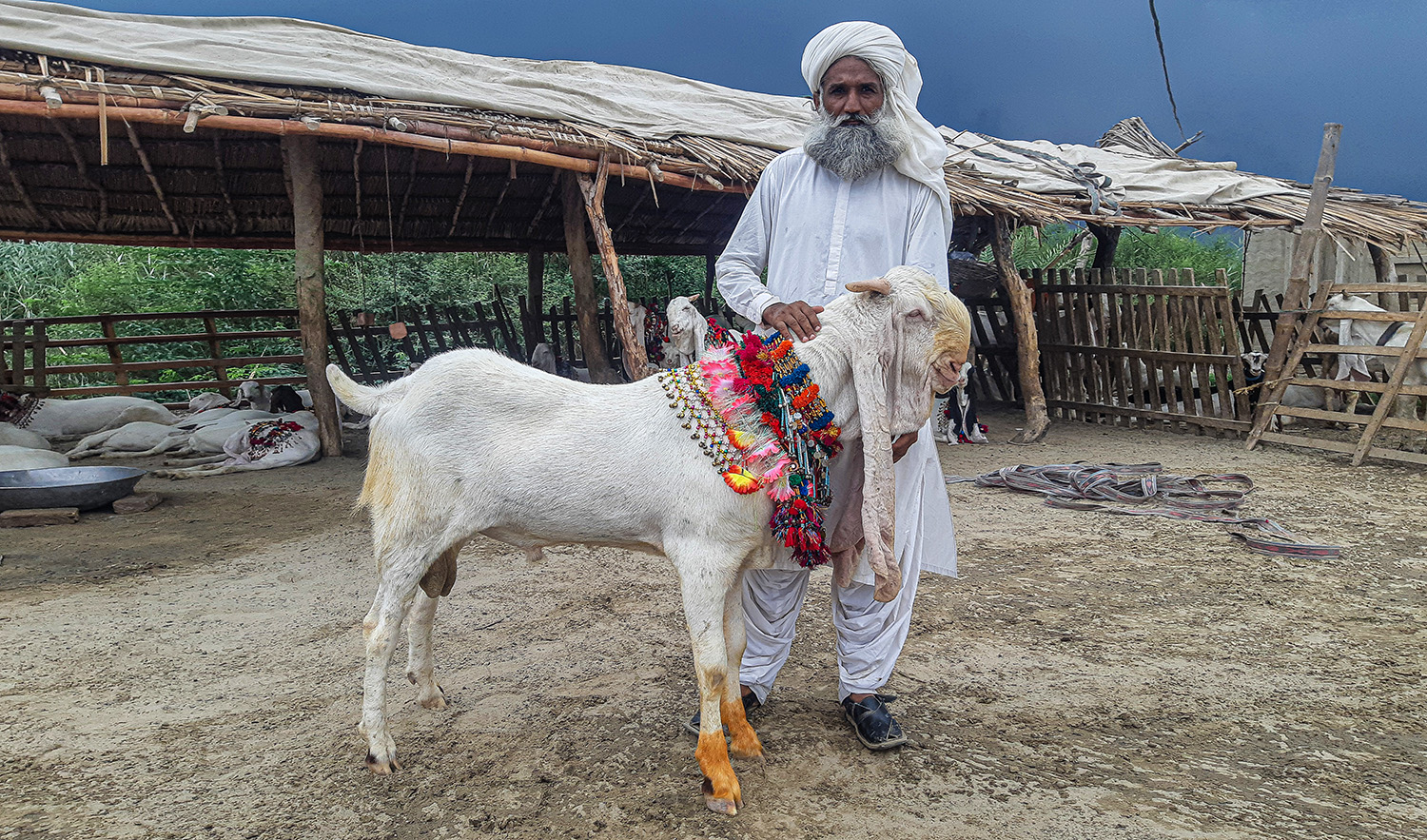 Goat Meat and Milk Prices in Pakistan To set by Farmers
