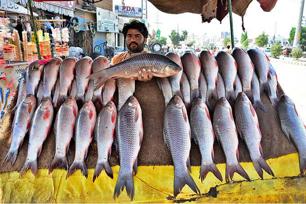 Fish Price In Karachi Increased: Understanding the Factors Behind the ...
