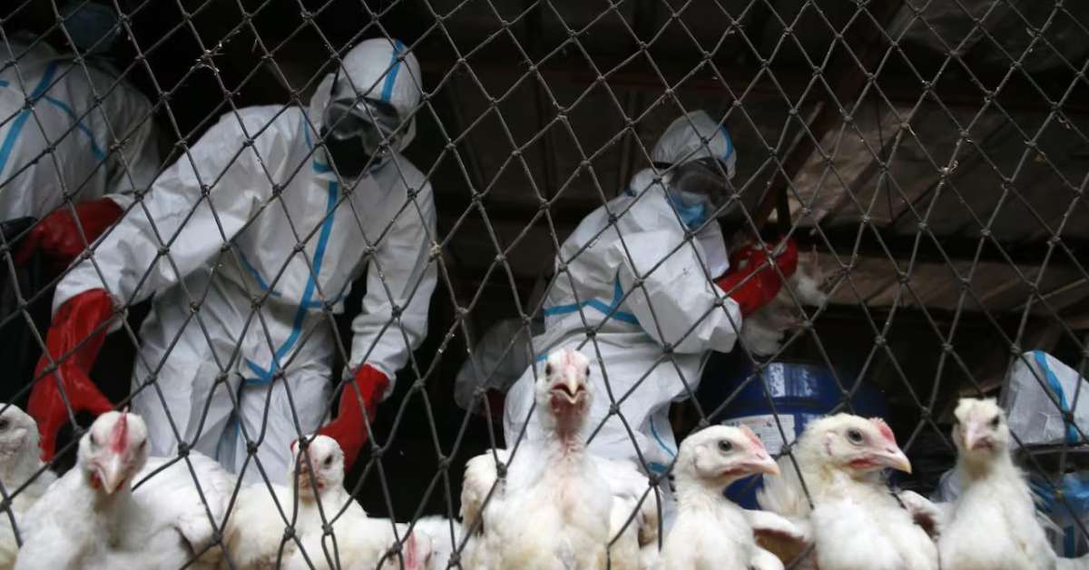 H5N1 Bird Flu Pandemic Warning: Experts Fear More Lethal Virus Than ...