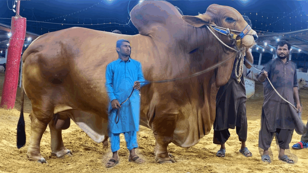 Top 10 Best Cattle Farms in Karachi You Must Visit with Your Family ...
