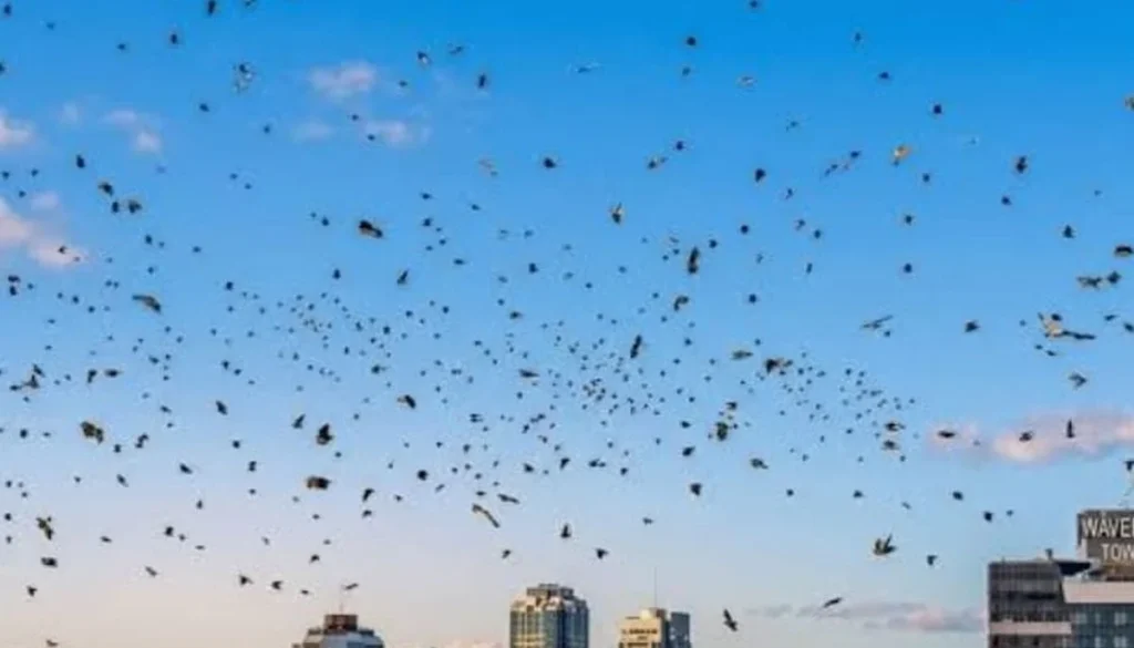 Crows' Attack on Israel Video Goes Viral: Is It a Bad Omen?